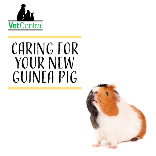 Guinea Pig
