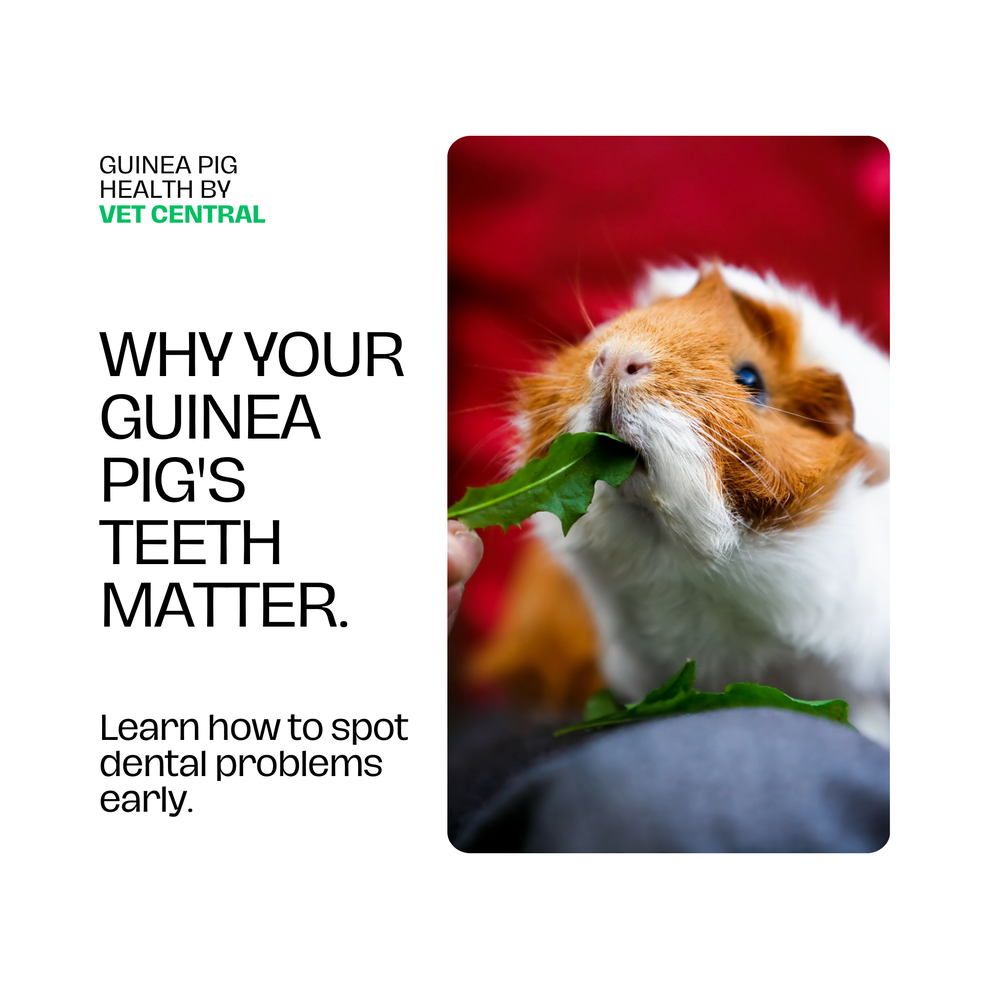 Dental Disease in Guinea Pigs – Vet Central