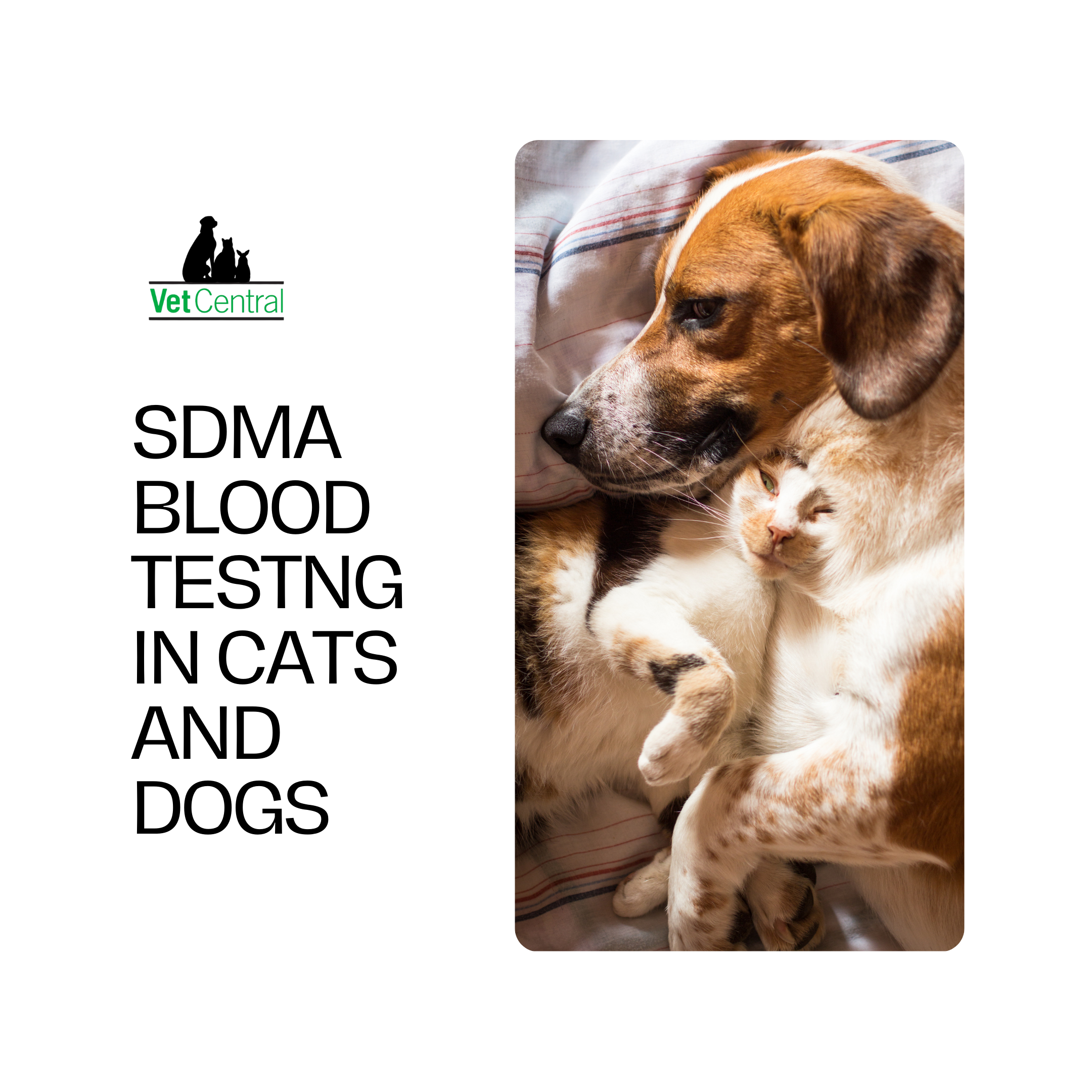SDMA Blood Testing for Dogs and Cats – Vet Central