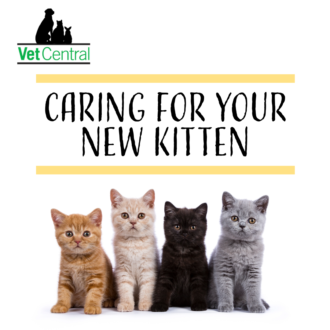 Guide to Caring for Your New Kitten: Litter training, kitten diet and ...