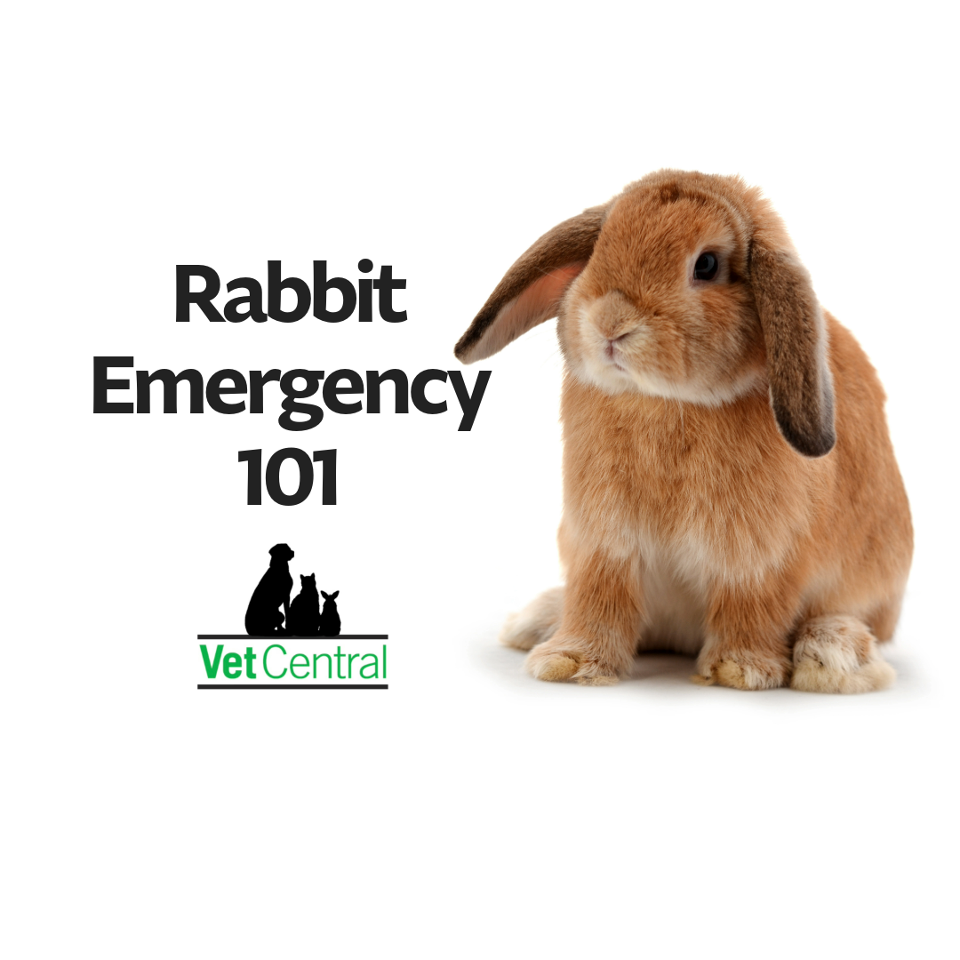 Rabbit Emergency 101 – Vet Central