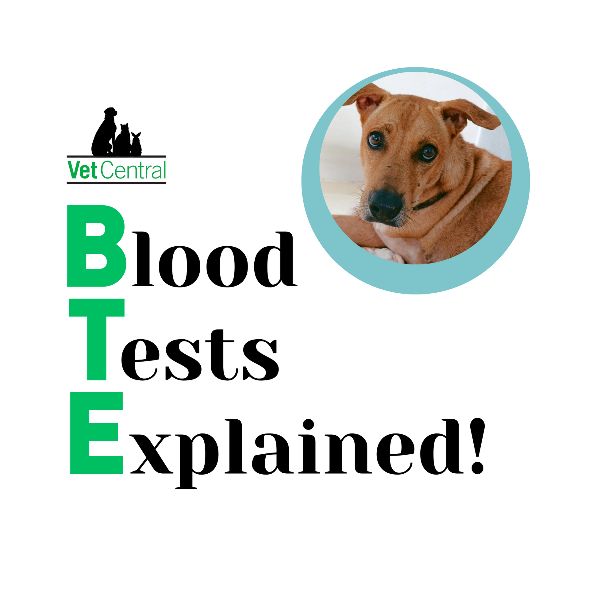 Blood Test Explained – Vet Central