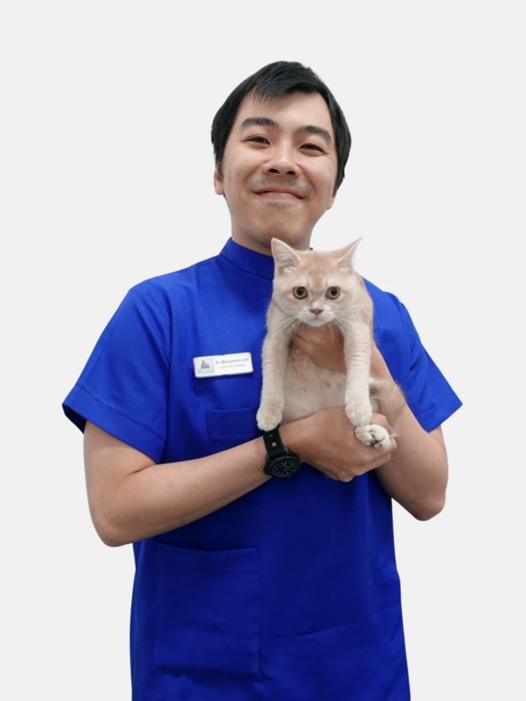 Our Team – Vet Central