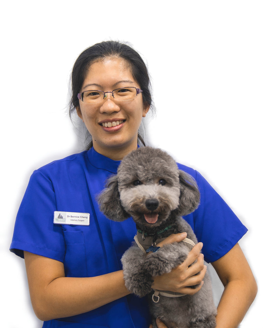 Our Team – Vet Central